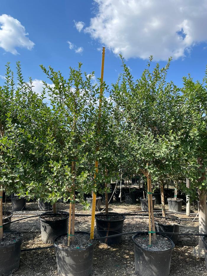 Ehretia anacua Anacua from Mortellaros