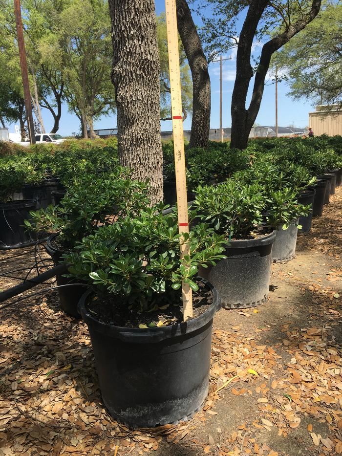 Pittosporum tobira Pittosporum, Green from Mortellaros