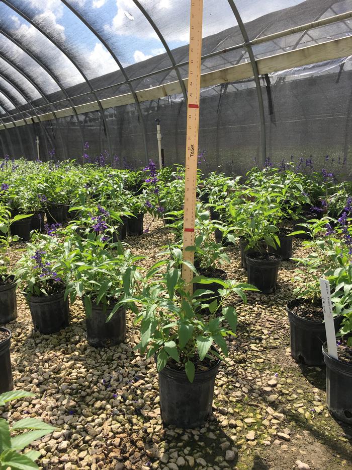 Salvia farinacea 'Evolution' Salvia, Mealy Blue Sage from Mortellaros