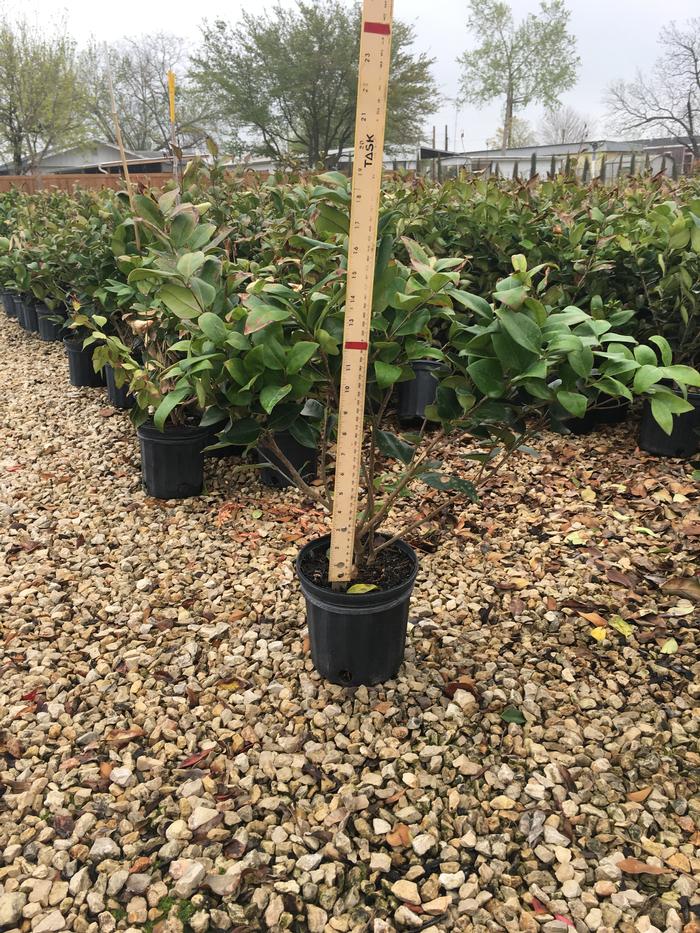 Ligustrum japonicum 'Texanum' Ligustrum, Waxleaf from Mortellaros