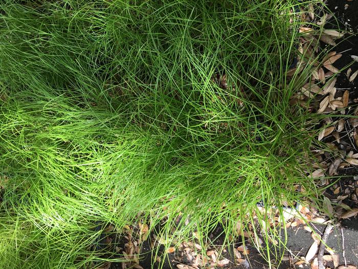 Carex retroflexa var. texensis Texas Sedge from Mortellaros