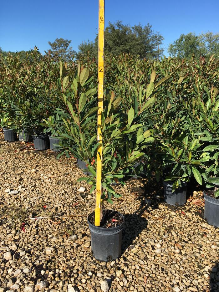 Elaeocarpus decipiens Japanese Blueberry Shrub from Mortellaros