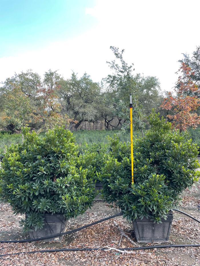 #24B| 4'-6' Tall|Japanese Blueberry Compact|Taken: 8/03/2022